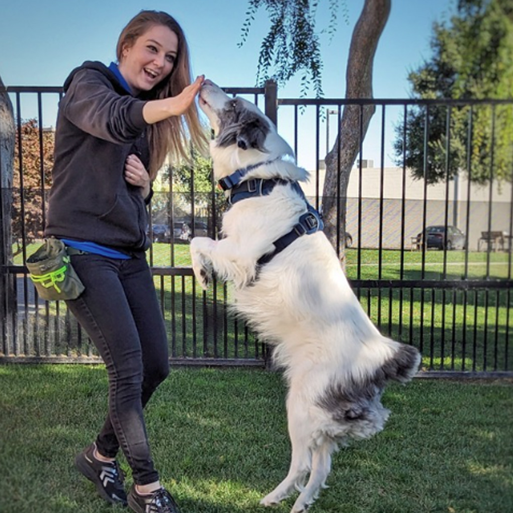 Dog Training Classes - East Bay SPCA