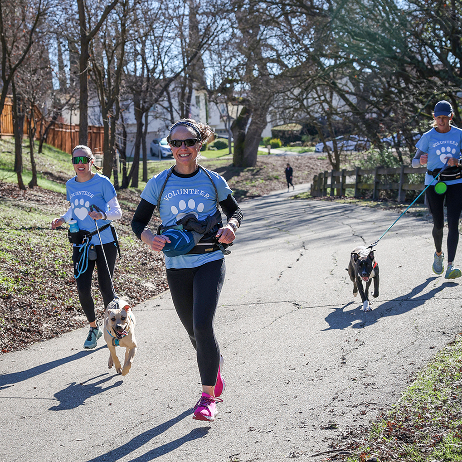 Jog-a-Dog: A Running Start for Adoptable Dogs - East Bay SPCA