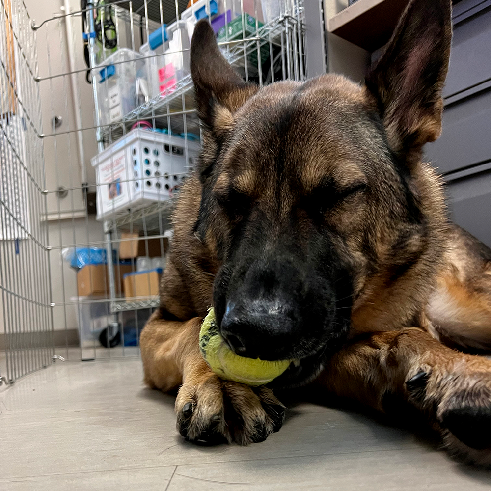 And the 2025 PEDIGREE Foundation Rescue Dog of the Year is…Relic ...