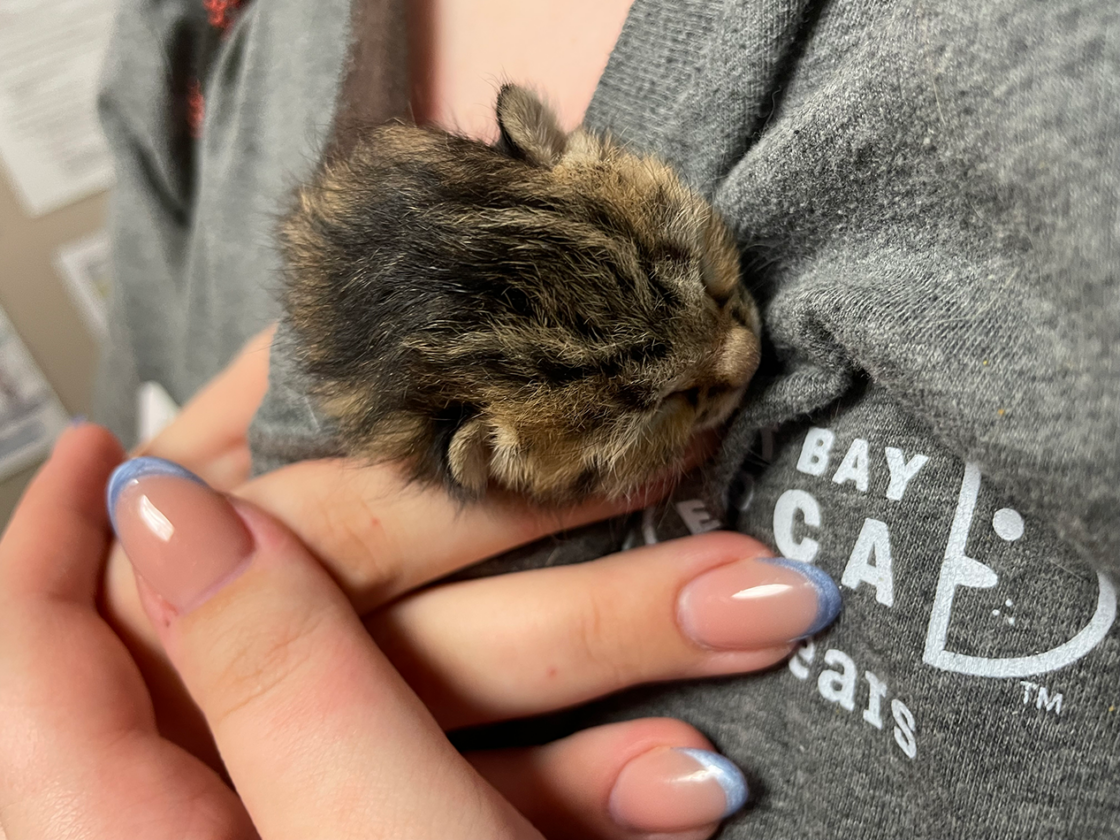 Tiny Paws, Big Heart: Fostering Neonatal Kittens - East Bay SPCA